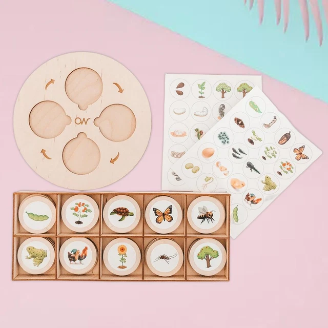 BABY MONTESSORI LIFE Cycle Tray Flash Cards Growth Stage Matching Game ...
