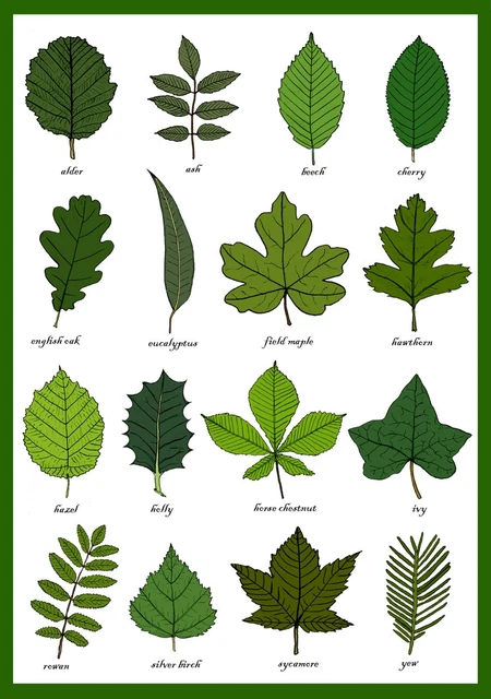 Carte De Vﾅ旦x Feuilles Carte D Identification Des Feuilles