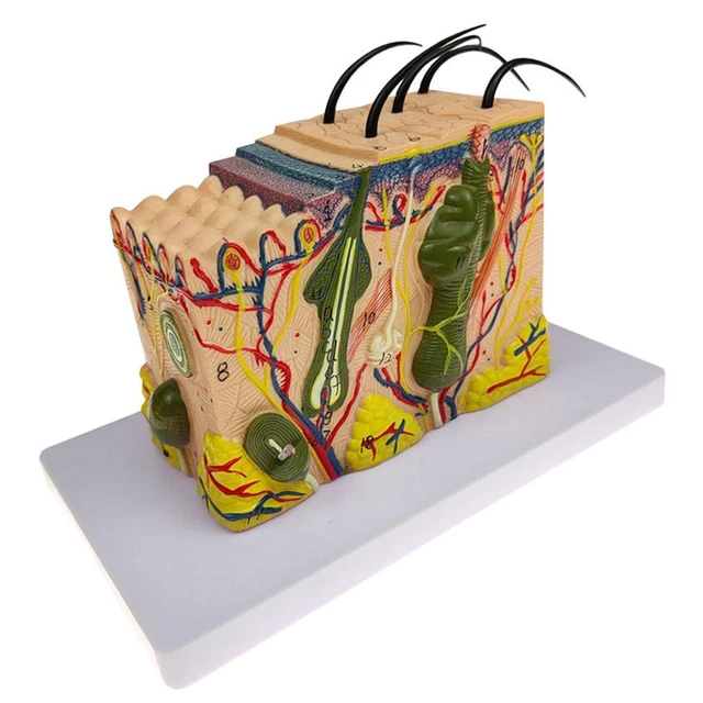 SKIN STRUCTURE MODEL Enlarged Model for Teaching Material £23.92 ...