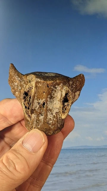 DOLPHIN VERTEBRA FOSSIL. Pleistocene Ice Age 45mm x 60mm Boxed £29.97 ...