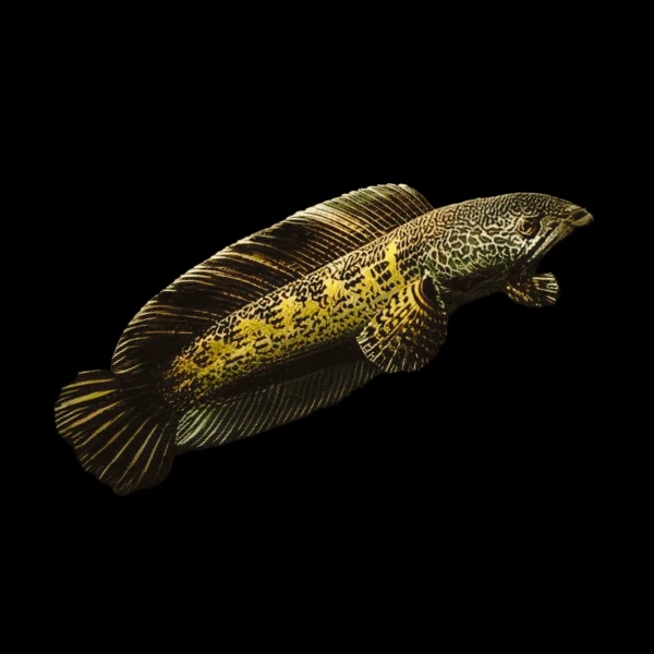 GOLDEN COBRA ORANGE Spotted Snakehead Channa Aurantimaculata 4" £30.00 ...