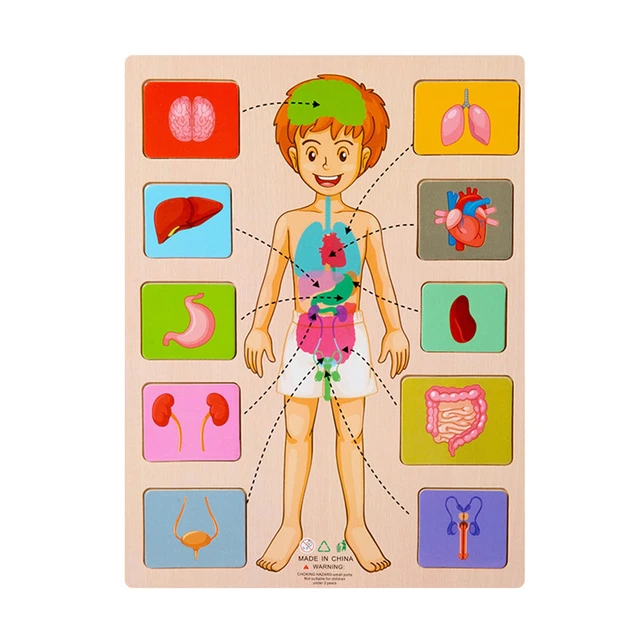 ANATOMY LEARNING PUZZLE Anatomy Puzzle Body Puzzle Board Stem Learning ...