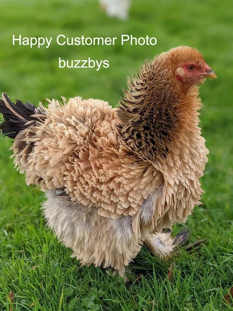FLUFFY FRIZZLE BRAHMAS ~ 6 Hen Hatching Eggs ~ Buff and Red Pyle ...