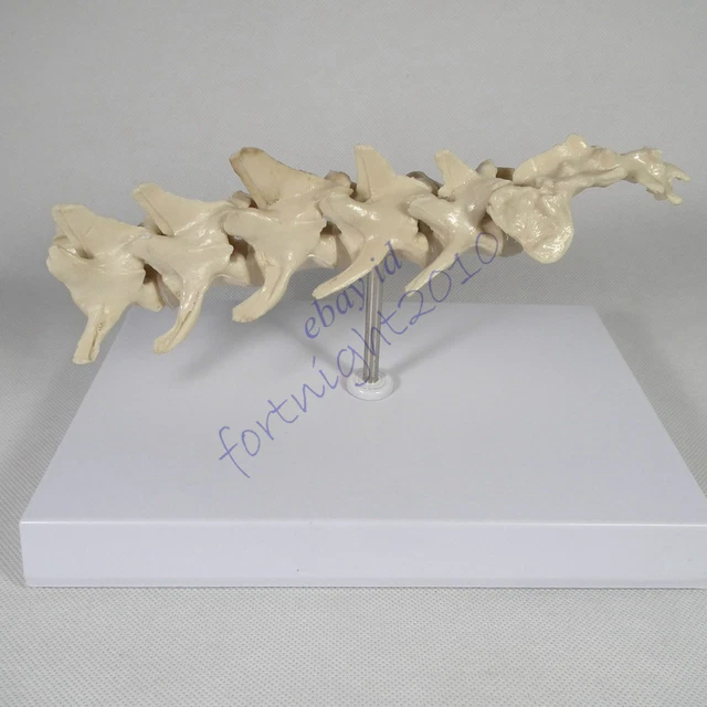 Veterinary Anatomy Models