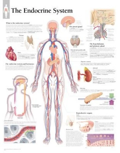 THE ENDOCRINE SYSTEM Chart: Laminated Wall Chart by Scientific Publishing $44.92 - PicClick AU