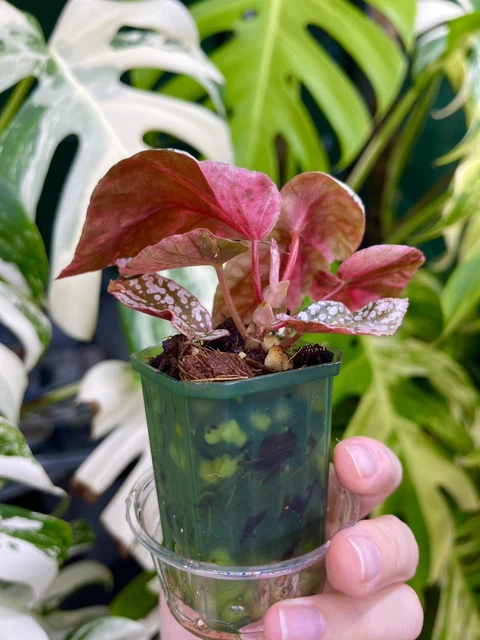 BEGONIA SNOW CAPPED variegated $120.00 - PicClick AU