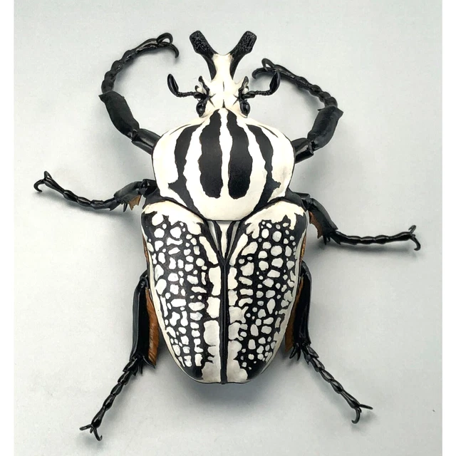 1/1 SIZE GOLIATH beetle Figure Goliathus orientalis So-Ta Japan £12.24 ...