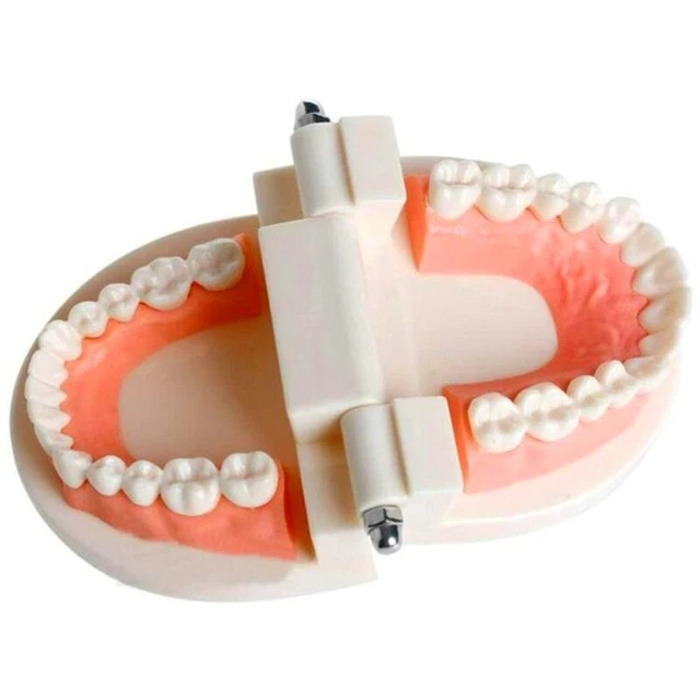 DENTIST DENTAL TEACHING Teeth Model Denture Flesh Pink Gums Standard ... DENTIST DENTAL TEACHING Teeth Model Denture Flesh Pink Gums Standard ...