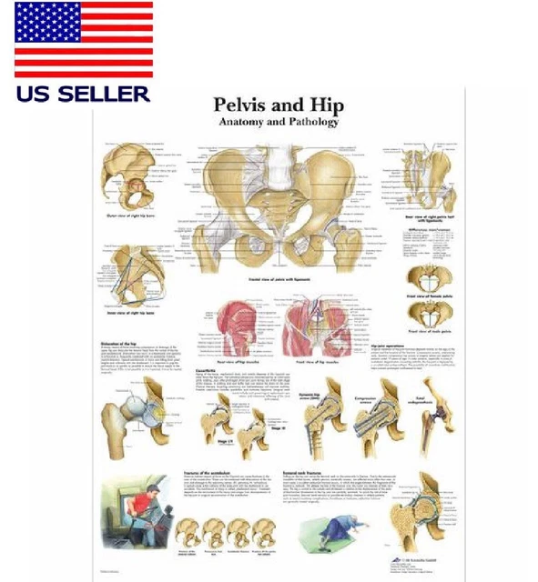 Pelvis And Hip Chart Anatomy And Pathology Sem Traine