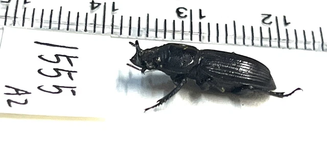 LUCANIDAE COLEOPTERA BEETLES dynastes Lucanus Nigidius Yunnan a2 rare ...