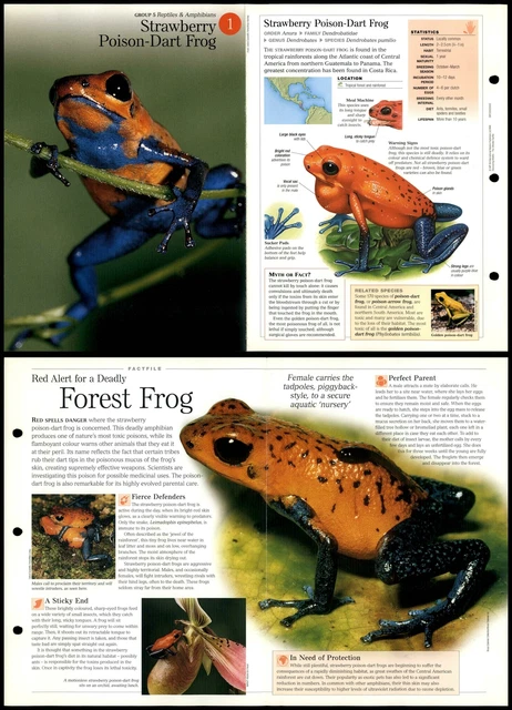 STRAWBERRY POISON-DART FROG #1 Reptiles - Discovering Wildlife Fact ...