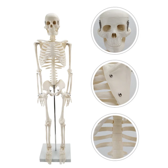 EDUCATIONAL SKELETON HUMAN Anatomical Anatomy Model Full Skeleton Model ...