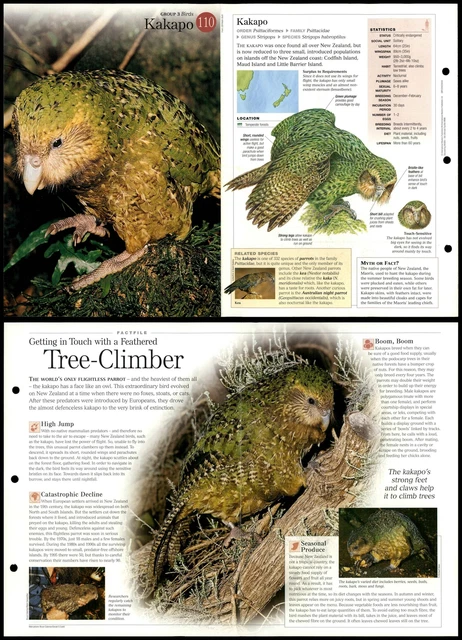 KAKAPO #110 BIRDS - Discovering Wildlife Fact File Fold-Out Card £1.99 ...