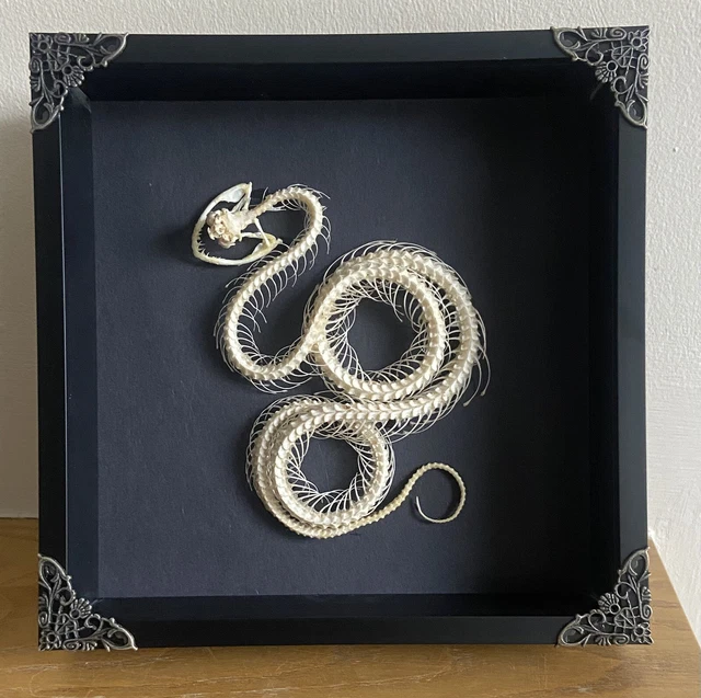 WHITE- LIPPED PIT Viper Snake Skeleton, Taxidermy, 8 X 8 Box frame ...