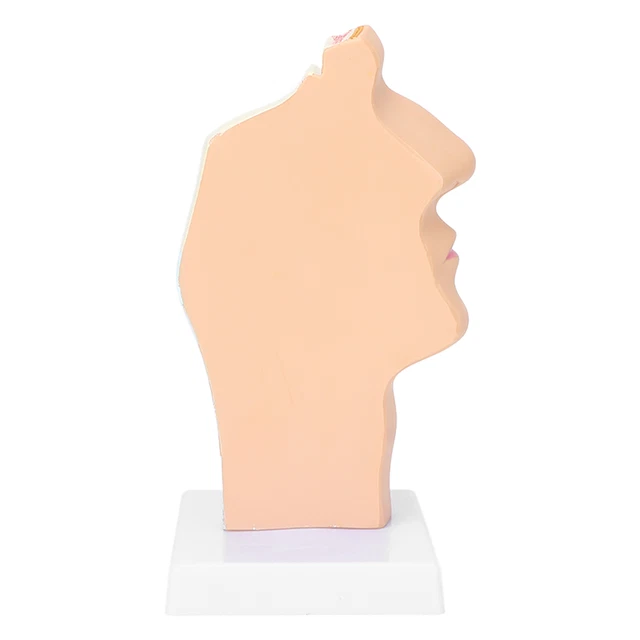 Human Nasal Oral Cavity Throat Anatomical Model For Science Classroom