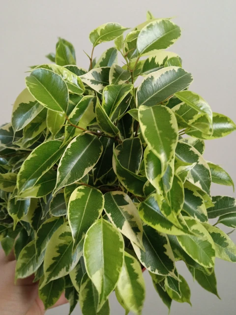 PLANTE D'INTÉRIEUR FICUS Benjamina Variegata Kinky 20-30 CM EUR 30,08 ...
