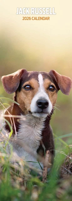 JACK RUSSELL 2026 Slim Calendar £6.99 - PicClick UK