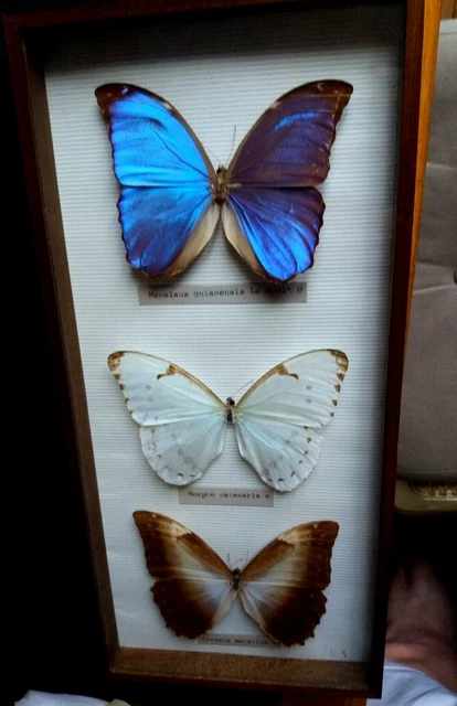 3 PAPILLON SOUS Cadre Bois Morpho Catenaria Menelaus Guianensis Perseus ...