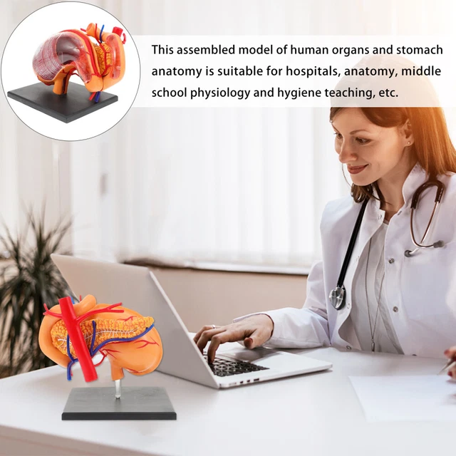 HUMAN STOMACH MODEL Biological Anatomical Organ Anatomy Body £27.39 ...