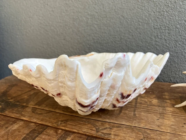 VINTAGE AQUARIUM OR decorative shells x 2. 1 Spider conch, 1 claw clam ...