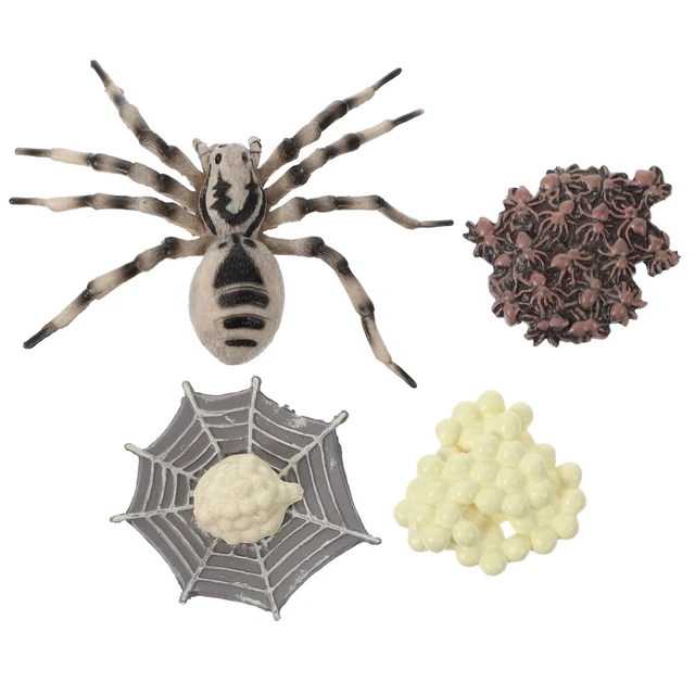 LIFE CYCLE OF Spider Life Cycle Figures Tarantula Figurine Life Cycle ...