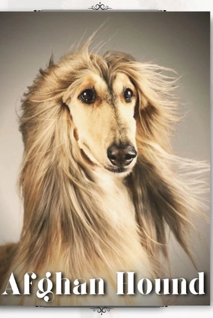 AFGHAN HOUND: DOG Breed aperçu and guide par Nina Pustova livre de ...