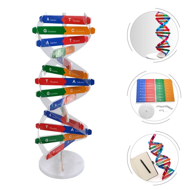 DNA MODEL DIY Child Student Use Kit Early Education Toys Building £11. ...