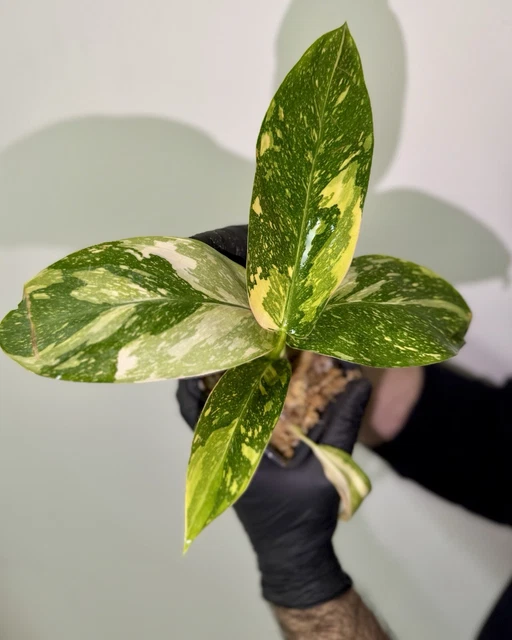 PHILODENDRON GREEN CONGO Hybrid Variegata EUR 20,00 - PicClick FR