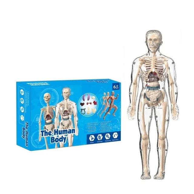 CLEAR HUMAN BODY Model With Removable Organs And Muscles Anatomy ...