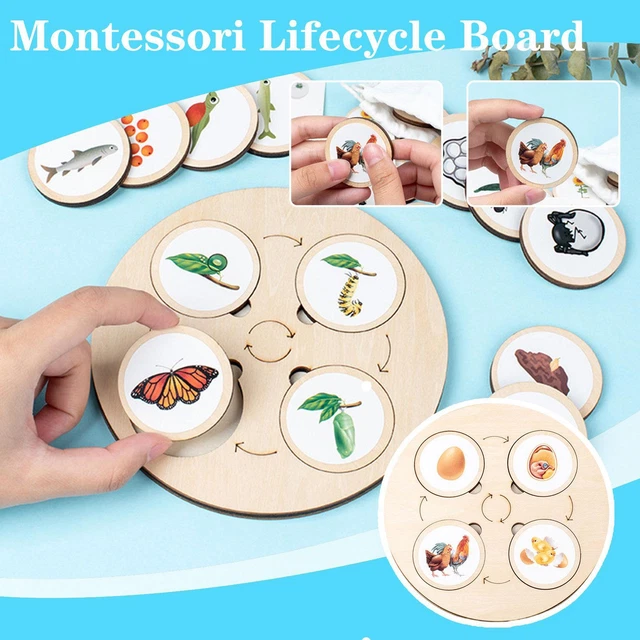 LIFE CYCLE BOARD Wooden Montessori Kit Biology Science Educz Toys Z8I3 ...