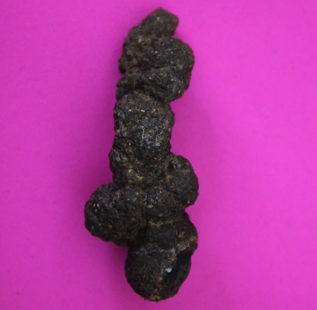 GIANT LIZARD POOP 5 Million Years Old Genuine Real Fossil Dinosaur Girl ...