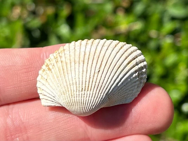 PANAMA FOSSIL BIVALVE Arca dariensis Miocene Age Gatun Formation Clam ...
