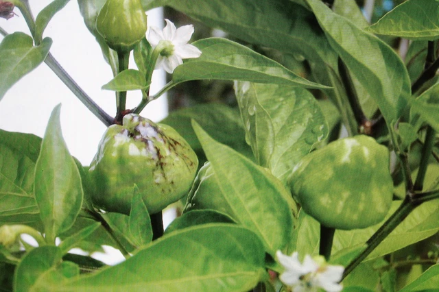 5 SEME CILI " Scotch Bonnett ", Capsicum Cinesi, #174 EUR 1,30 ...