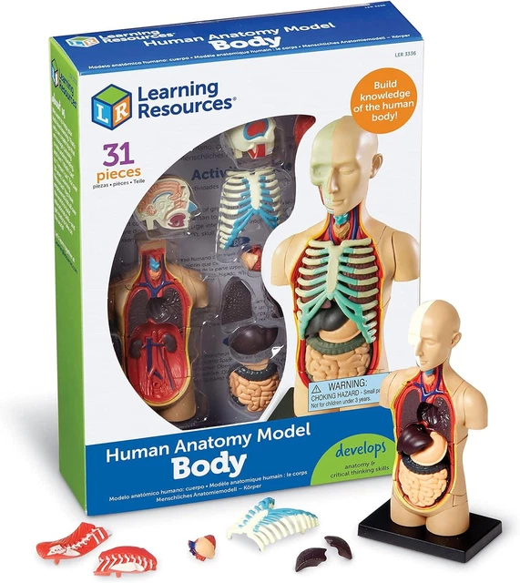 HUMAN BODY ANATOMY Model Learning Resources £27.99 - PicClick UK