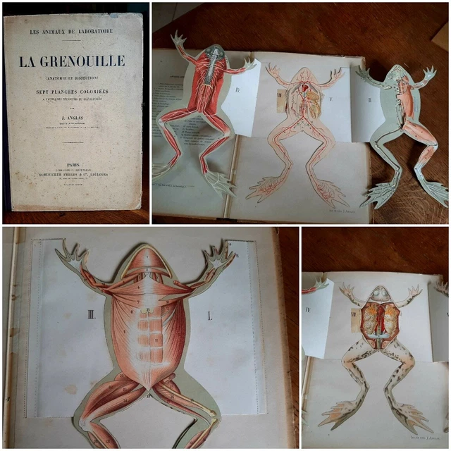 ANGLAS. : LA grenouille (anatomie et dissection). Sept planches ...