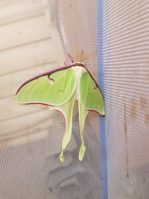 ACTIAS LUNA MOON Moth Live Food Ova x15 Entomology Taxidermy. £12.00 ...