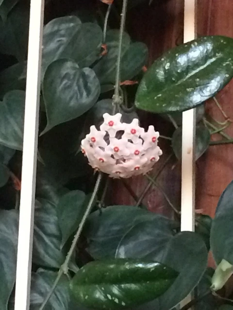 HOYA CARNOSA PORZELLANBLUME Wachsblume starke, gesunde Mutterpflanze ...