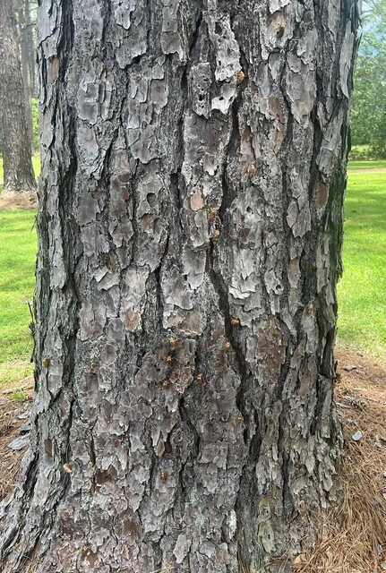 50 CICADA SHELLS - 2024 Mississippi BROOD XIX Locust Shell ...