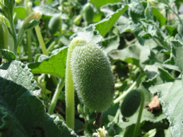ECBALLIUM ELATERIUM SQUIRTING cucumber 15 fresh seeds from own garden £ ...