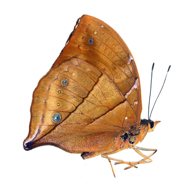 BUTTERFLY. LEPIDOPTERA, KALLIMOIDES RUMIA RATTRAYI from UGANDA *** £0. ...