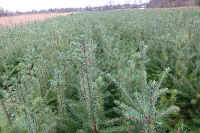 1ST. PSEUDOTSUGA MENZIESII viridis Douglas Fir Trees 40-70cm Forestry ...