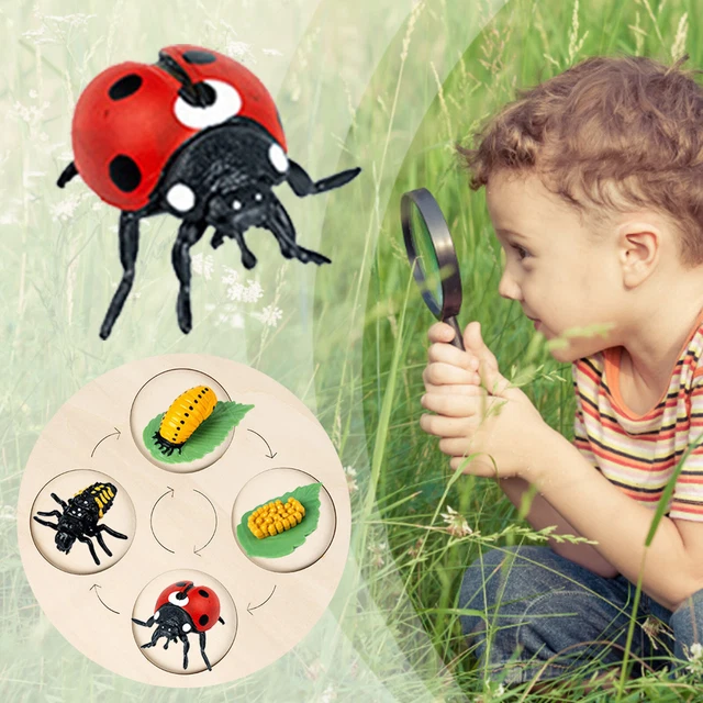 BEETLES LIFE CYCLE Of A Growth Stage Model Board Games for 2 Year Old ...