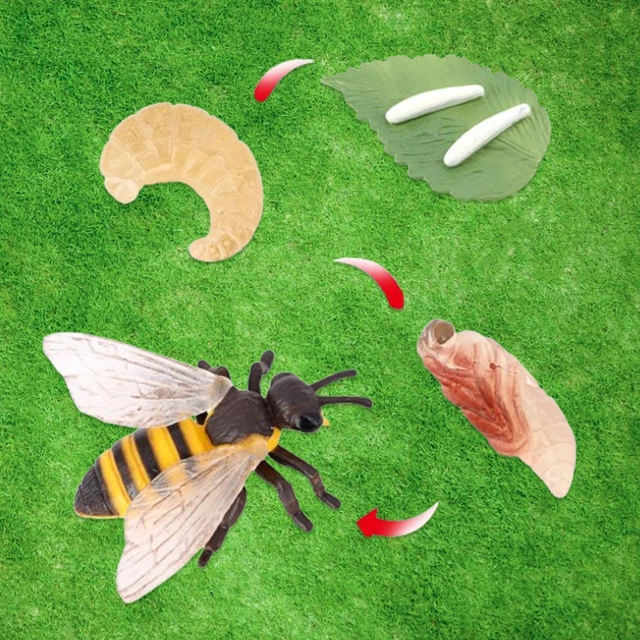 LIFE CYCLE OF Bee Toys Teaching Materials Puzzle Animal Growth Cycle ...