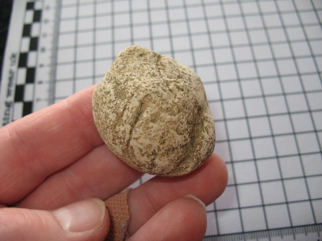 PLEISTOCENE ICE AGE Alligator coprolite fossil poop Florida unusual #2 ...