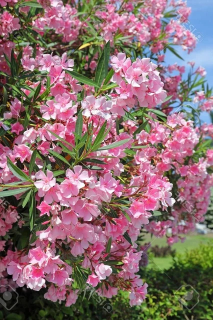 LAURIER ROSE (NERIUM oleander) Sachet de 30 graines récoltées cette ...