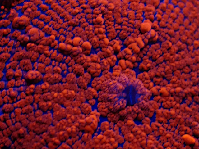 RARE AUSSIE SOLAR Flare Discosoma 1 Mushroom Shroom Coral-Marine Soft £ ...