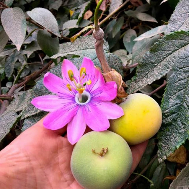 10 PASSIFLORA COACTILIS seeds, passion flower, passion, Tauso EUR 4,69 ...