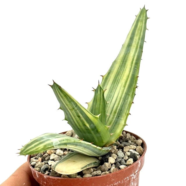 ALOE FEROX VARIEGATA , pot 8 cm EUR 2,50 - PicClick FR