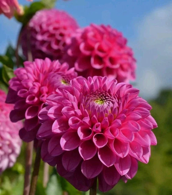 DAHLIA FIELD TUBER Of Marys Jomanda £9.04 - PicClick UK