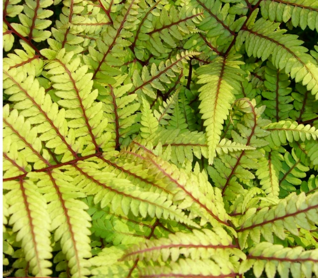 ATHYRIUM VIDALII FERN Plant Perennial Athyrium niponicum 1 x 9 cm Pot £ ...